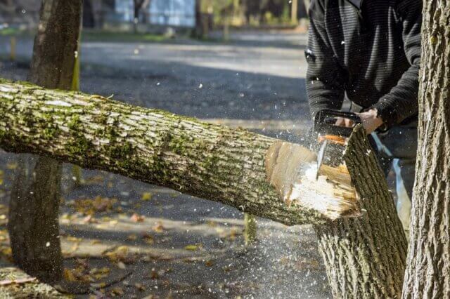 Emergency Tree Removal: What You Need to Know